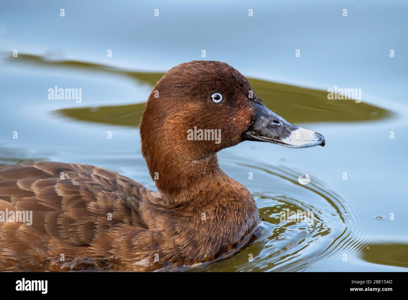 Hardhead Aythya australis Sydney, Australia 24 October 2019 Adult Male ...