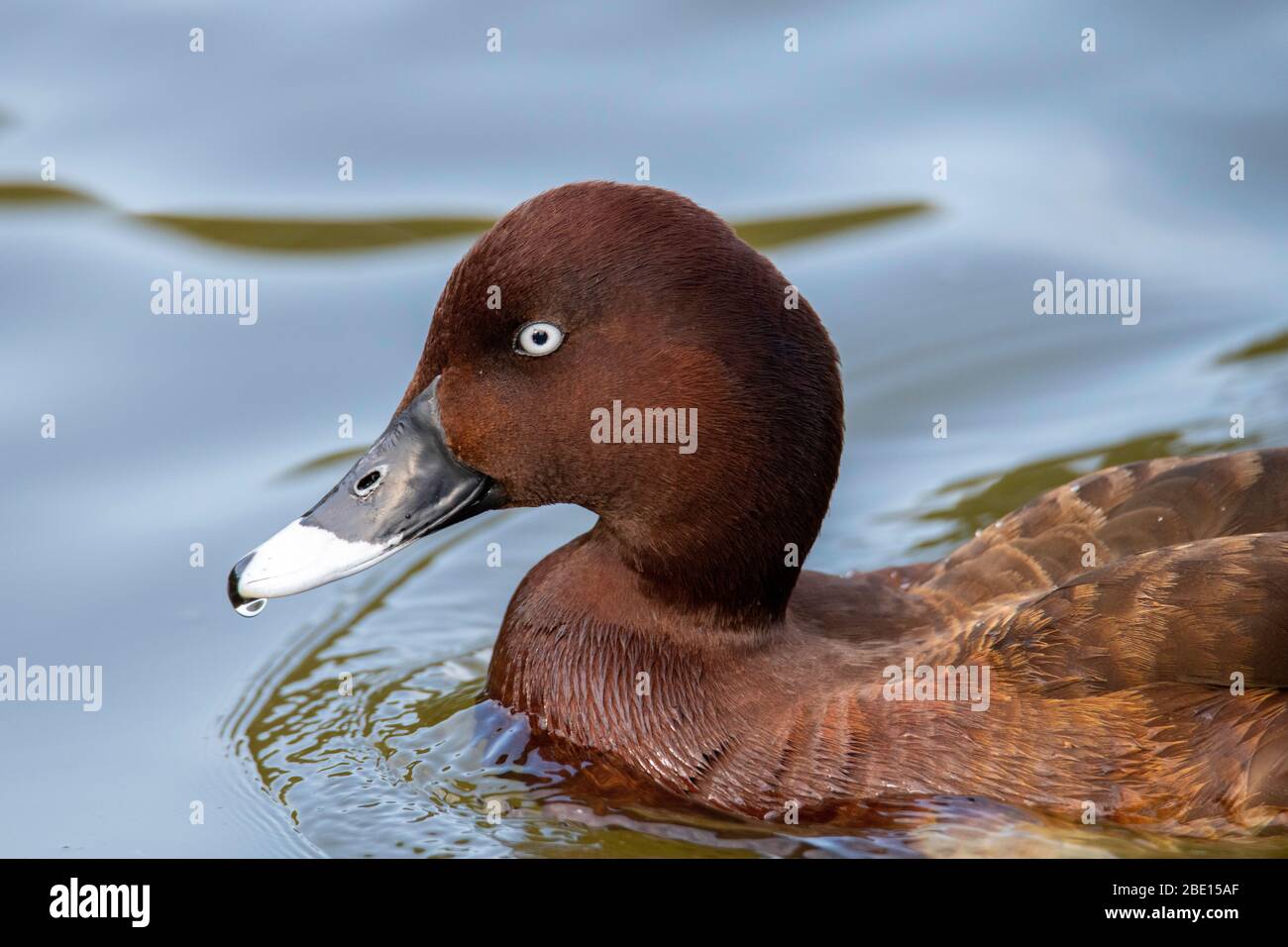 Hardhead Aythya australis Sydney, Australia 24 October 2019 Adult Male ...