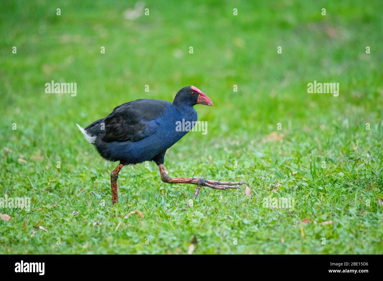 Purple Swamphen Porphyrio porphyrio melanotus Sydney, Australia 24 ...