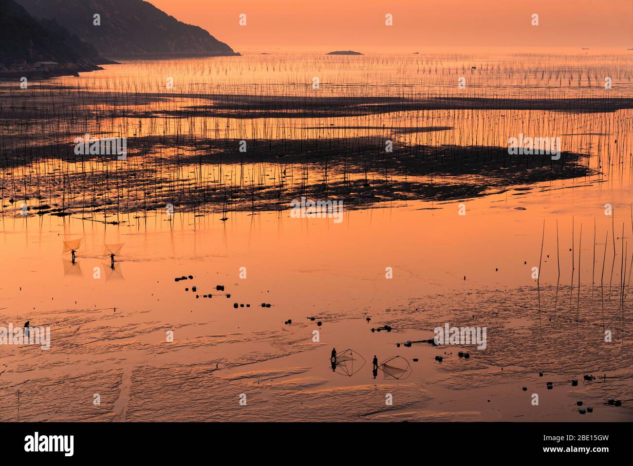 Colorful dawn at the coastal mudflat of Xiapu, dotted with bamboo poles ...