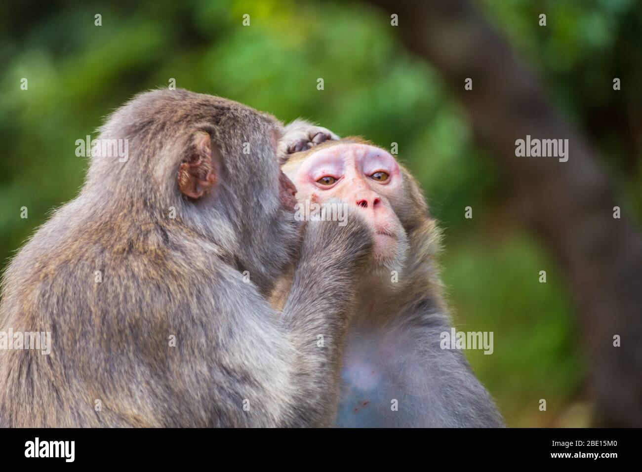 Wild monkey in Hong Kong helping others cleaning Stock Photo - Alamy