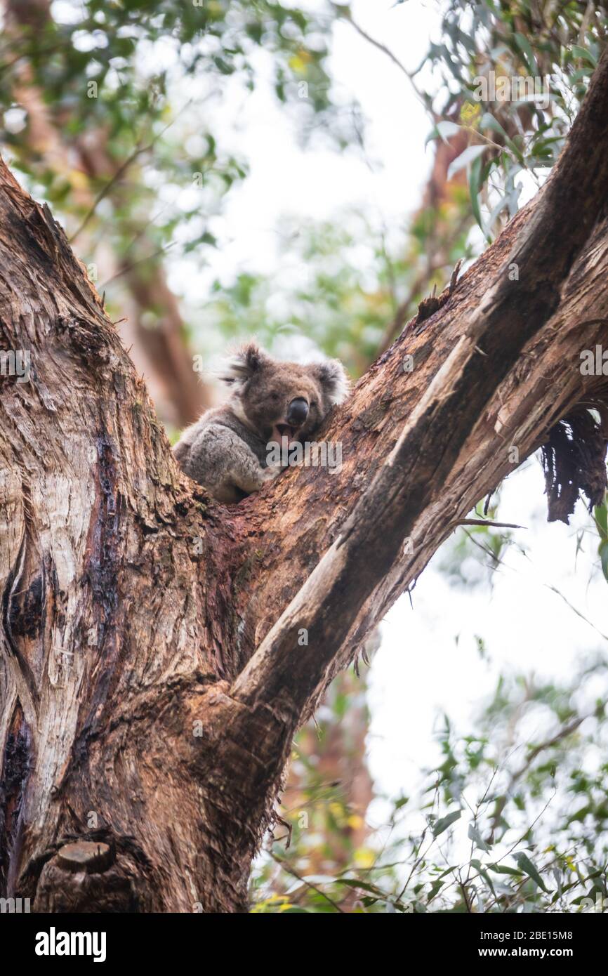 Climbling tree hi-res stock photography and images - Alamy