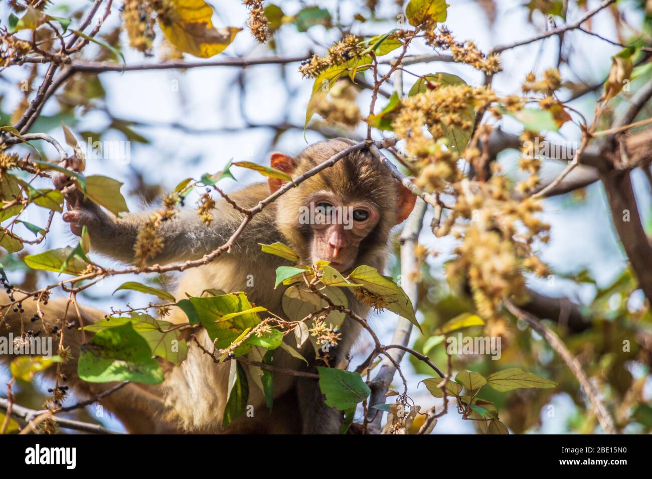 A little monkey watching from a tree Stock Photo - Alamy