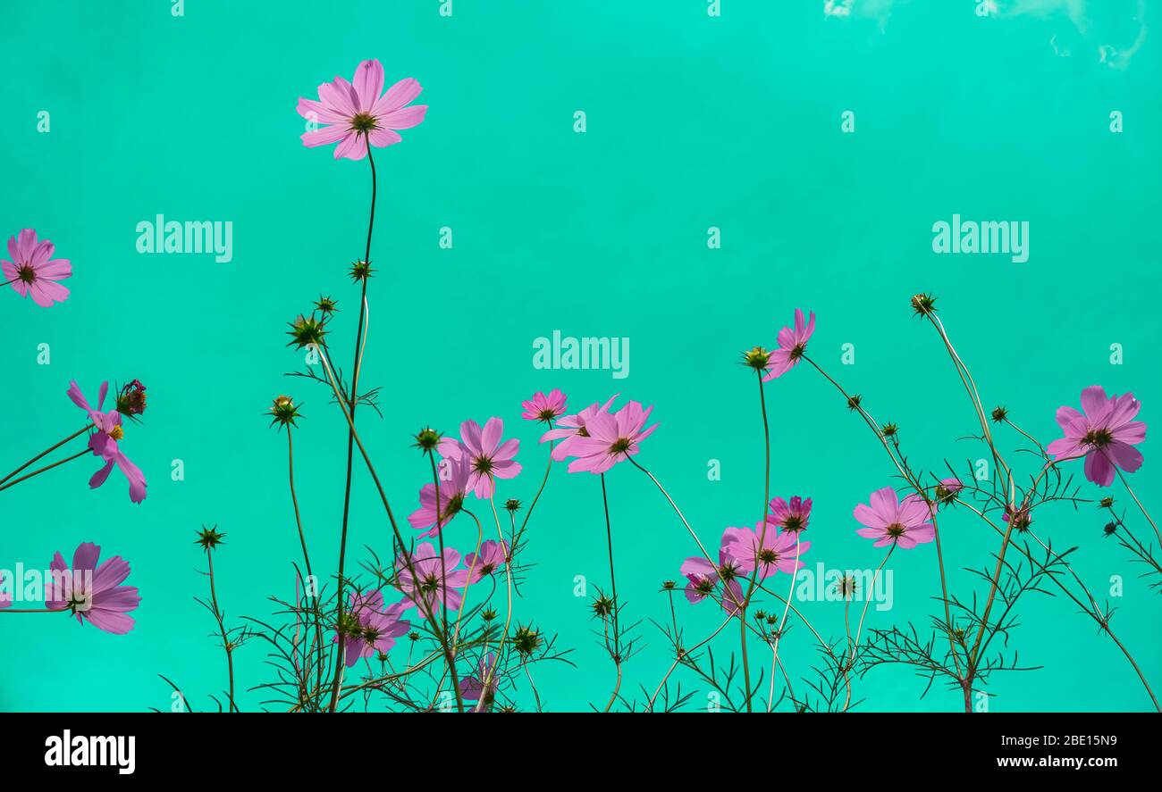 beautiful wild cosmos flowers blooms in the fields in paro bhutan in ...
