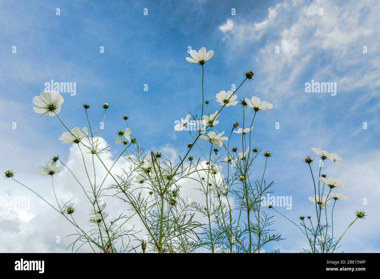 beautiful wild cosmos flowers blooms in the fields in paro bhutan in ...