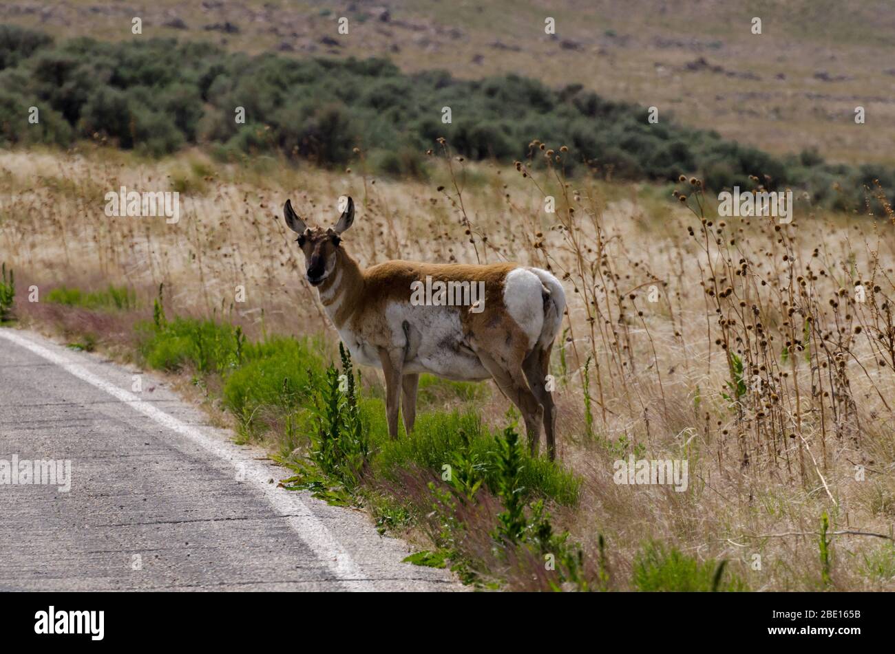 Antelope about to cross the road Stock Photo - Alamy
