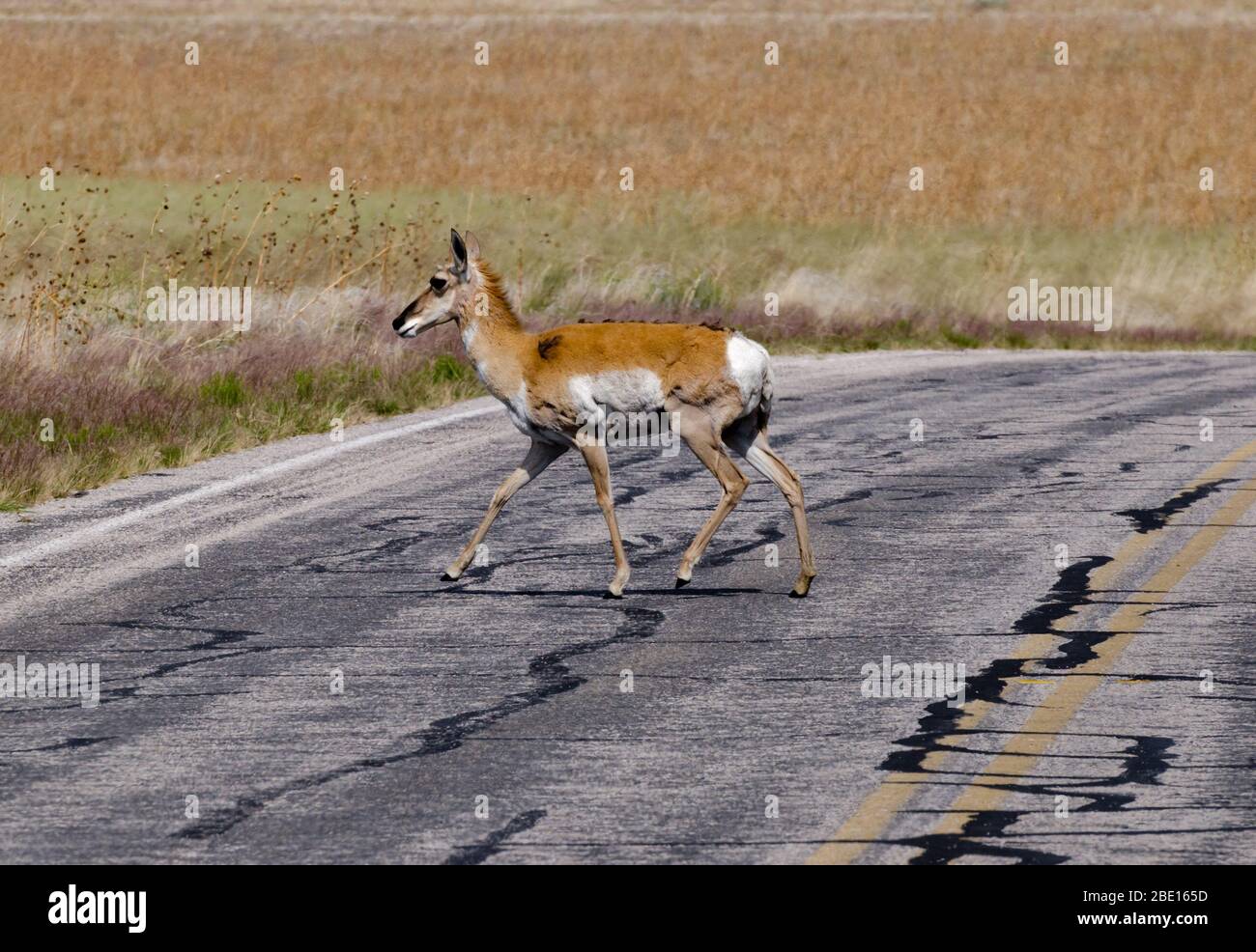 Antelope crossing the road Stock Photo - Alamy
