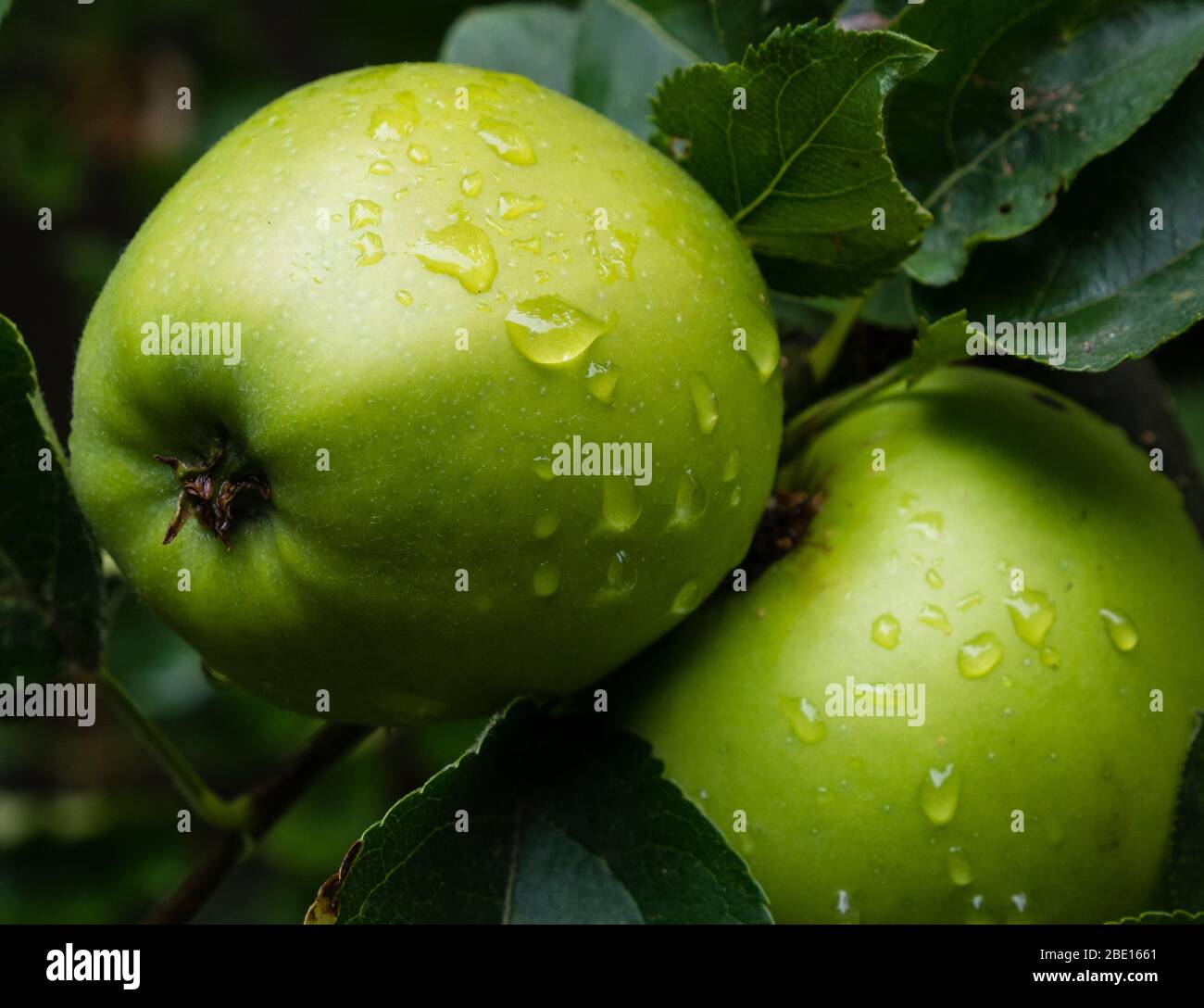 Two green apples on a tree Stock Photo - Alamy