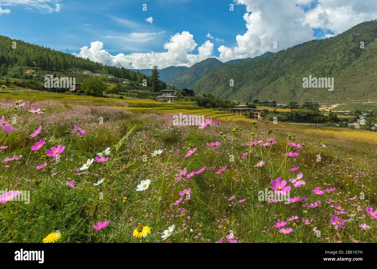 Spring flowers bhutan hi-res stock photography and images - Alamy