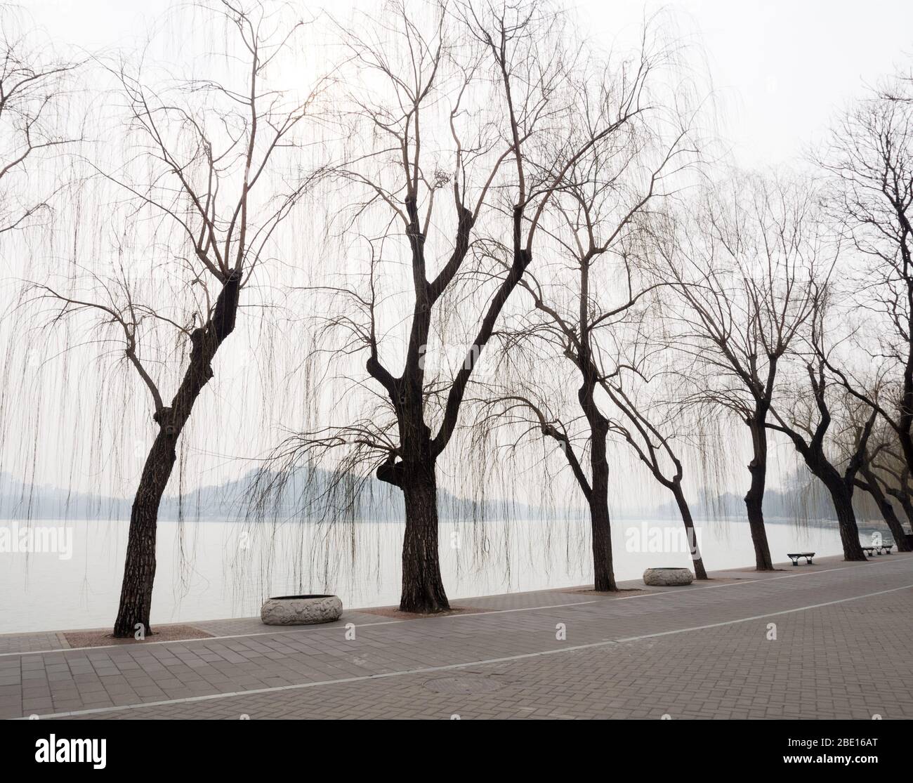 Chinese willow trees hi-res stock photography and images - Alamy