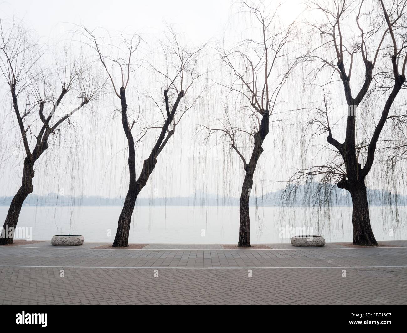 Chinese willow trees hi-res stock photography and images - Alamy