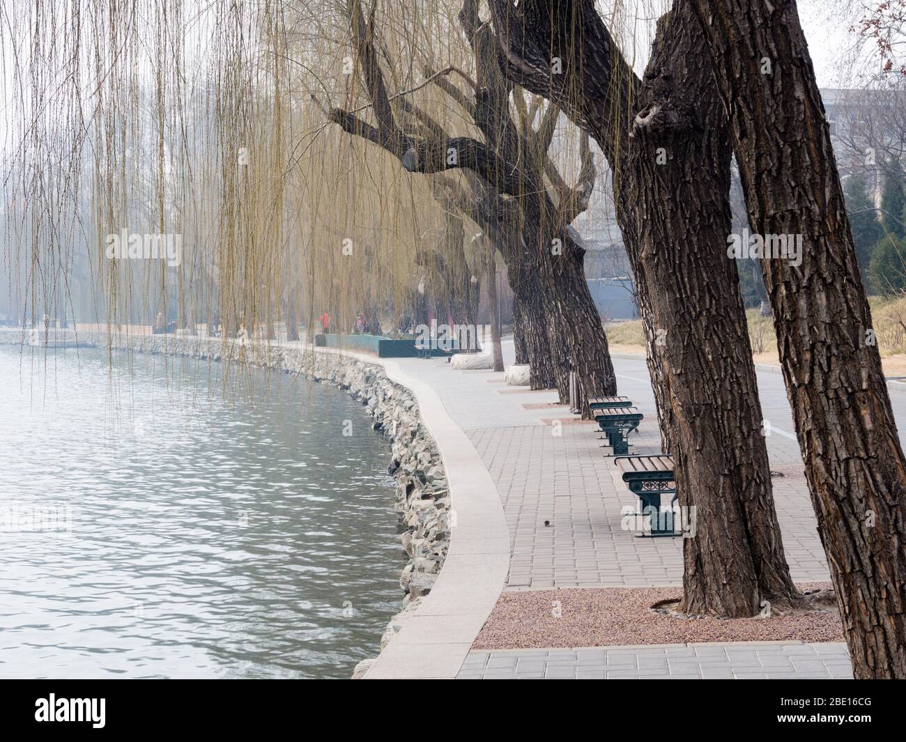 Willow trees chinese garden hi-res stock photography and images - Alamy