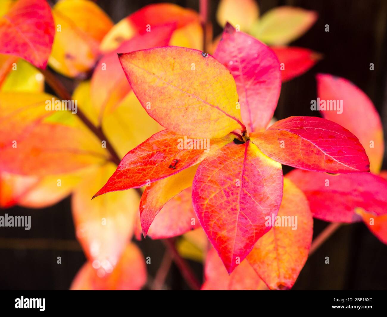 Blueberry bush fall garden hi-res stock photography and images - Alamy