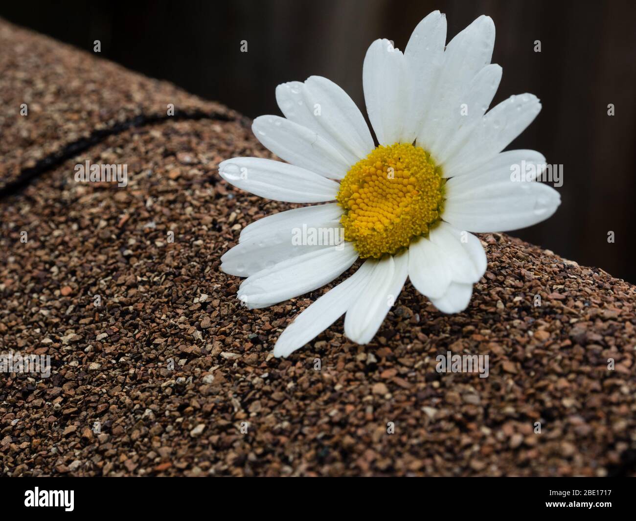 Daisy flower on asphalt shingles Stock Photo - Alamy