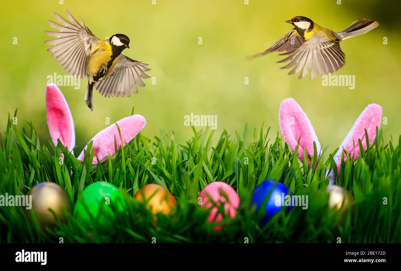 Chickadee flying hi-res stock photography and images - Alamy