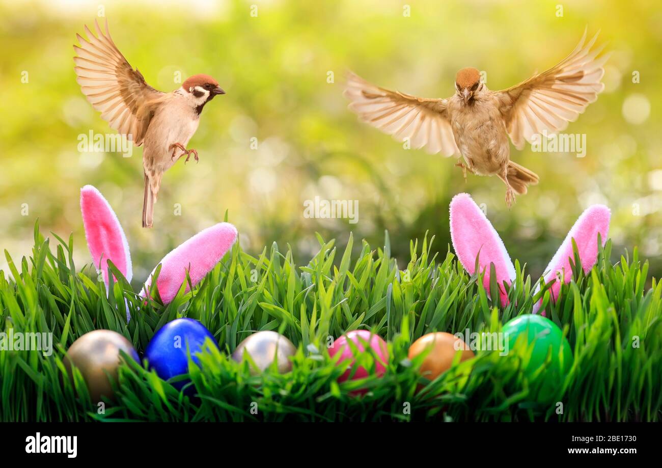 Flying rabbit hi-res stock photography and images - Alamy
