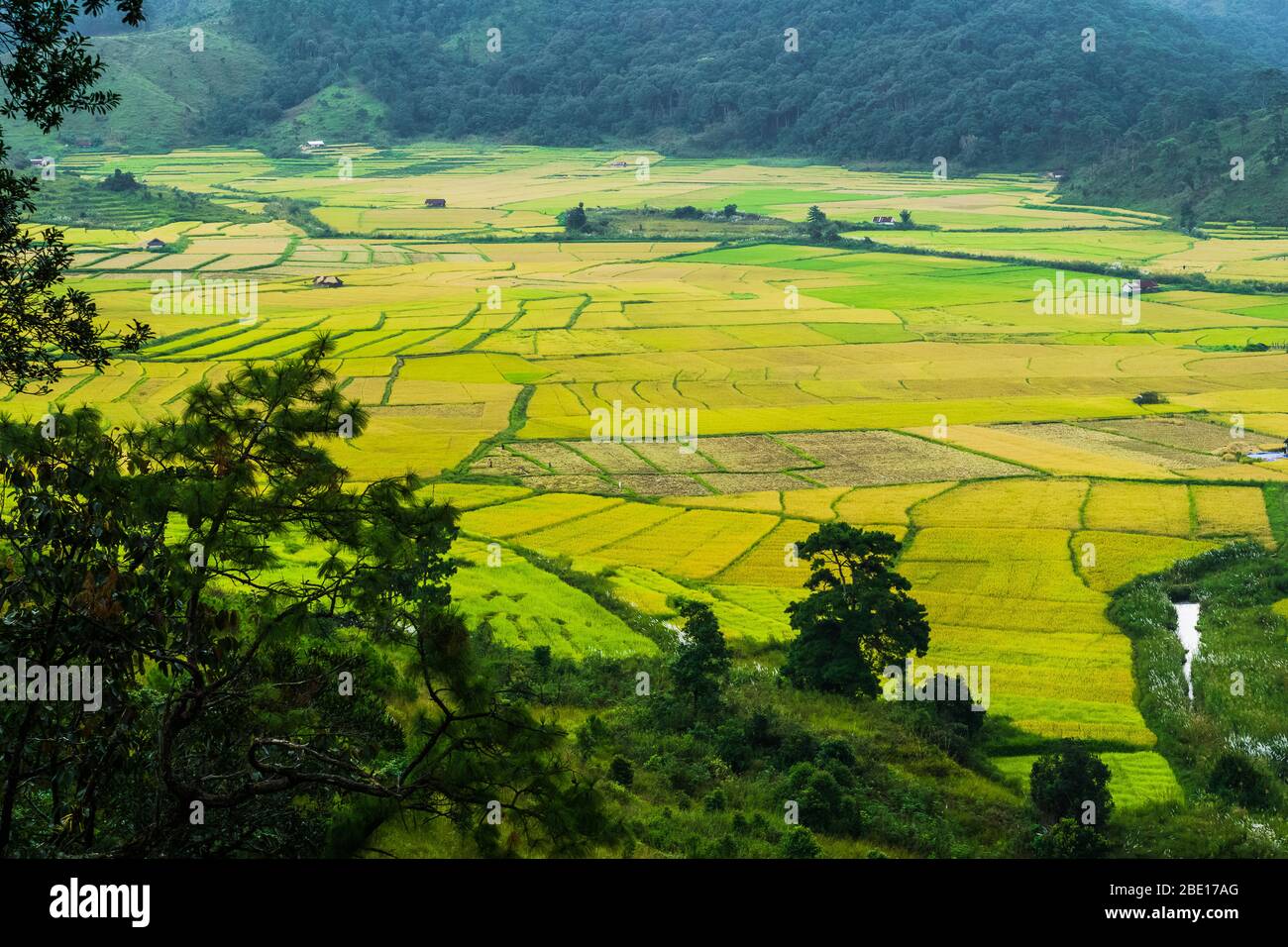 paddy fields in khasi and jaintia Hills of Meghalaya india Stock Photo ...