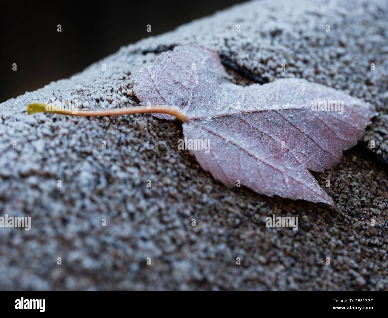 Frozen maple leaf on a frosty roof Stock Photo - Alamy