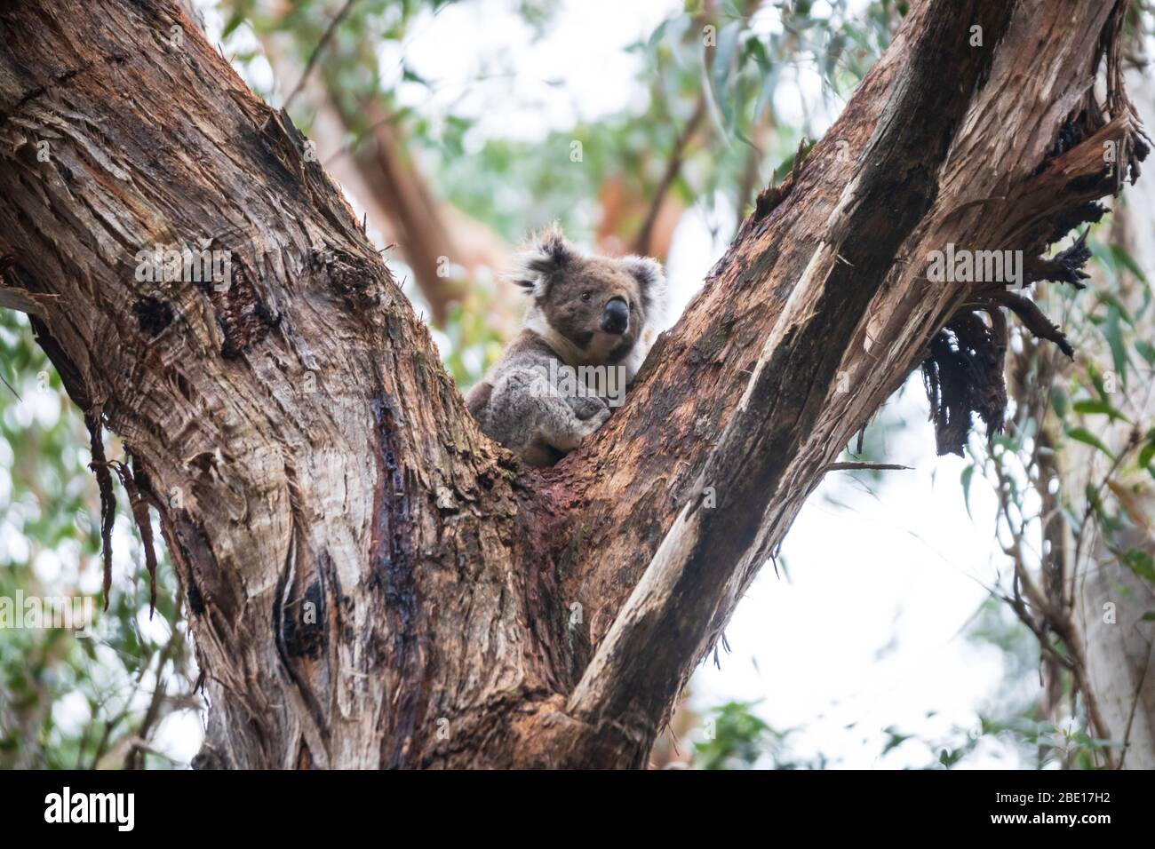 Climbling tree hi-res stock photography and images - Alamy