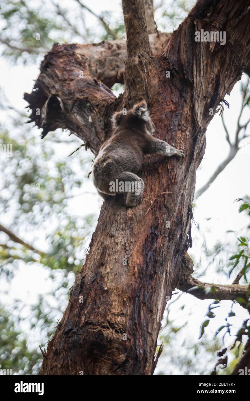 Climbling tree hi-res stock photography and images - Alamy