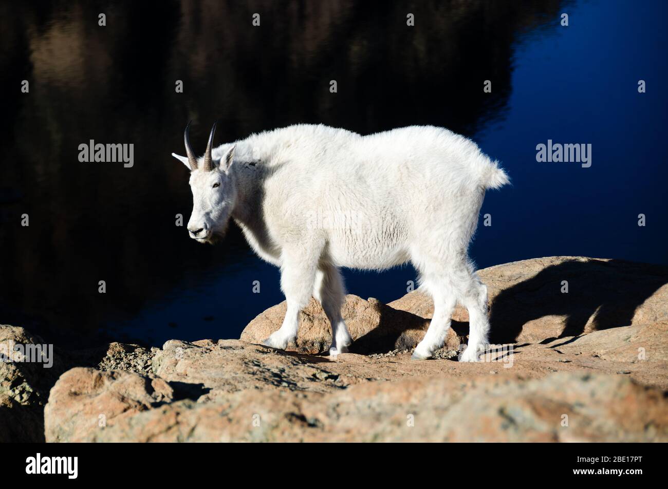 Mountain goat on a rock outcropping Stock Photo - Alamy