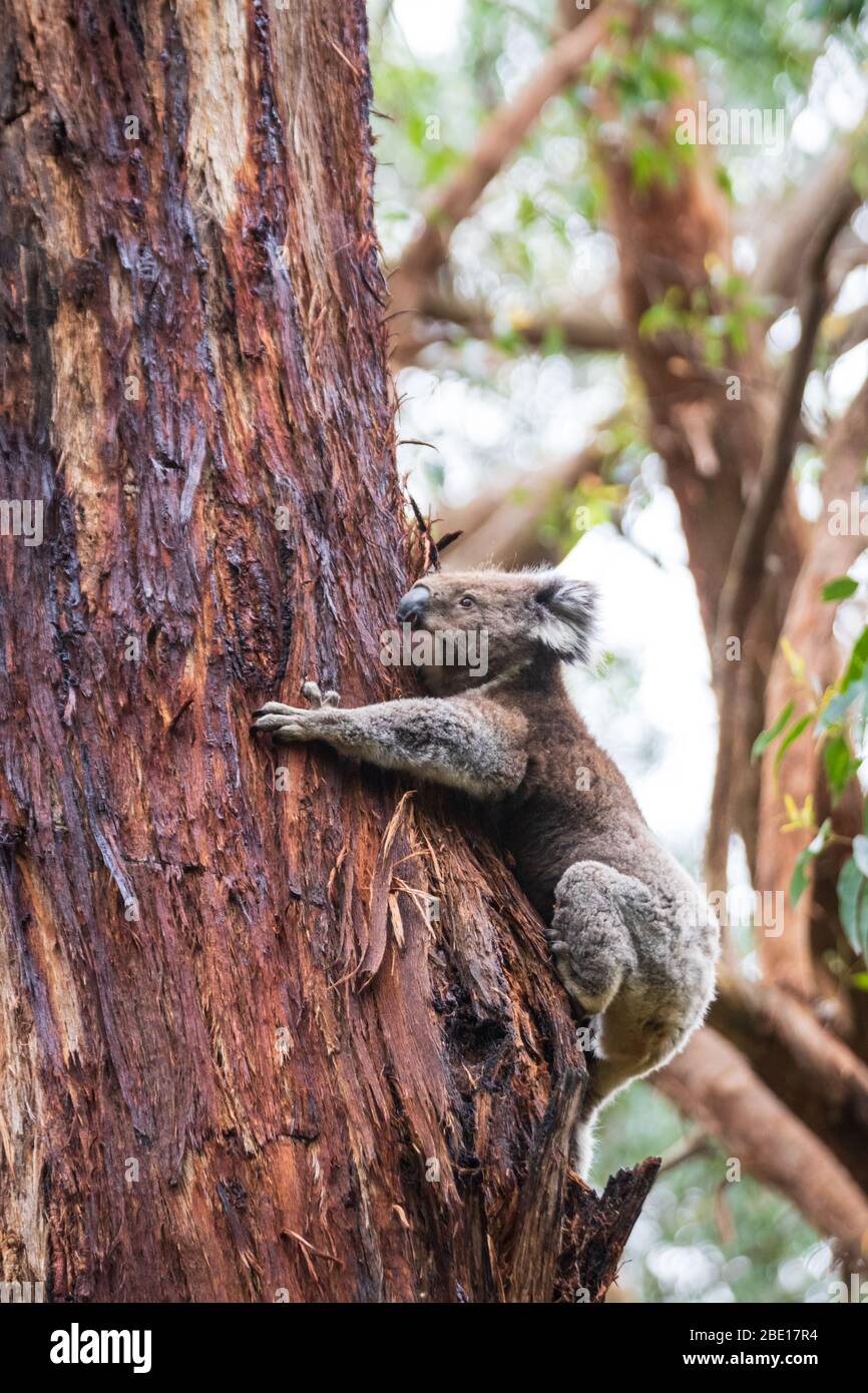 Koala climbing down from a tree, Great Otway National Park, Australia ...