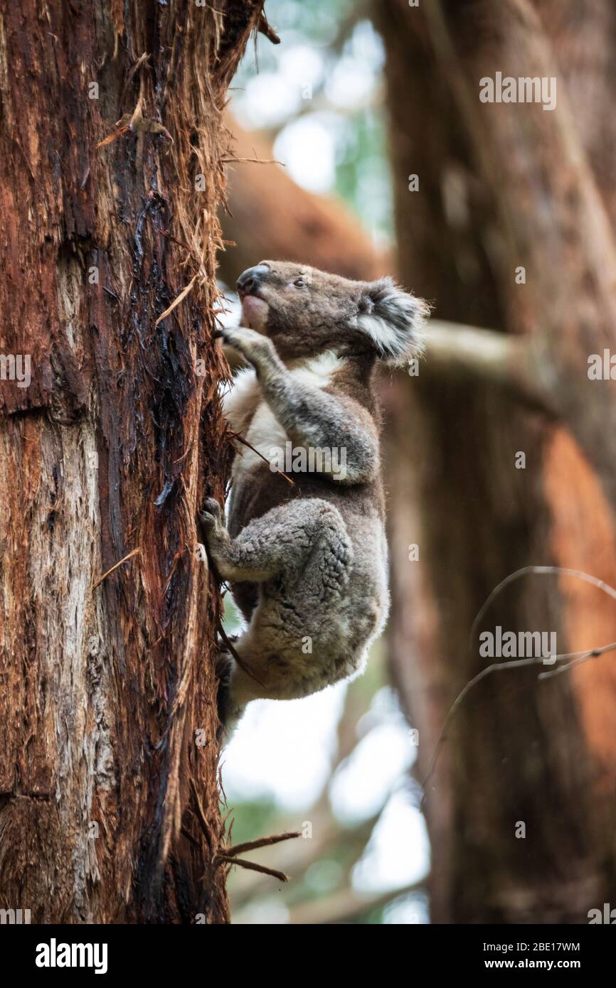 Melbourne tree canopy hi-res stock photography and images - Alamy