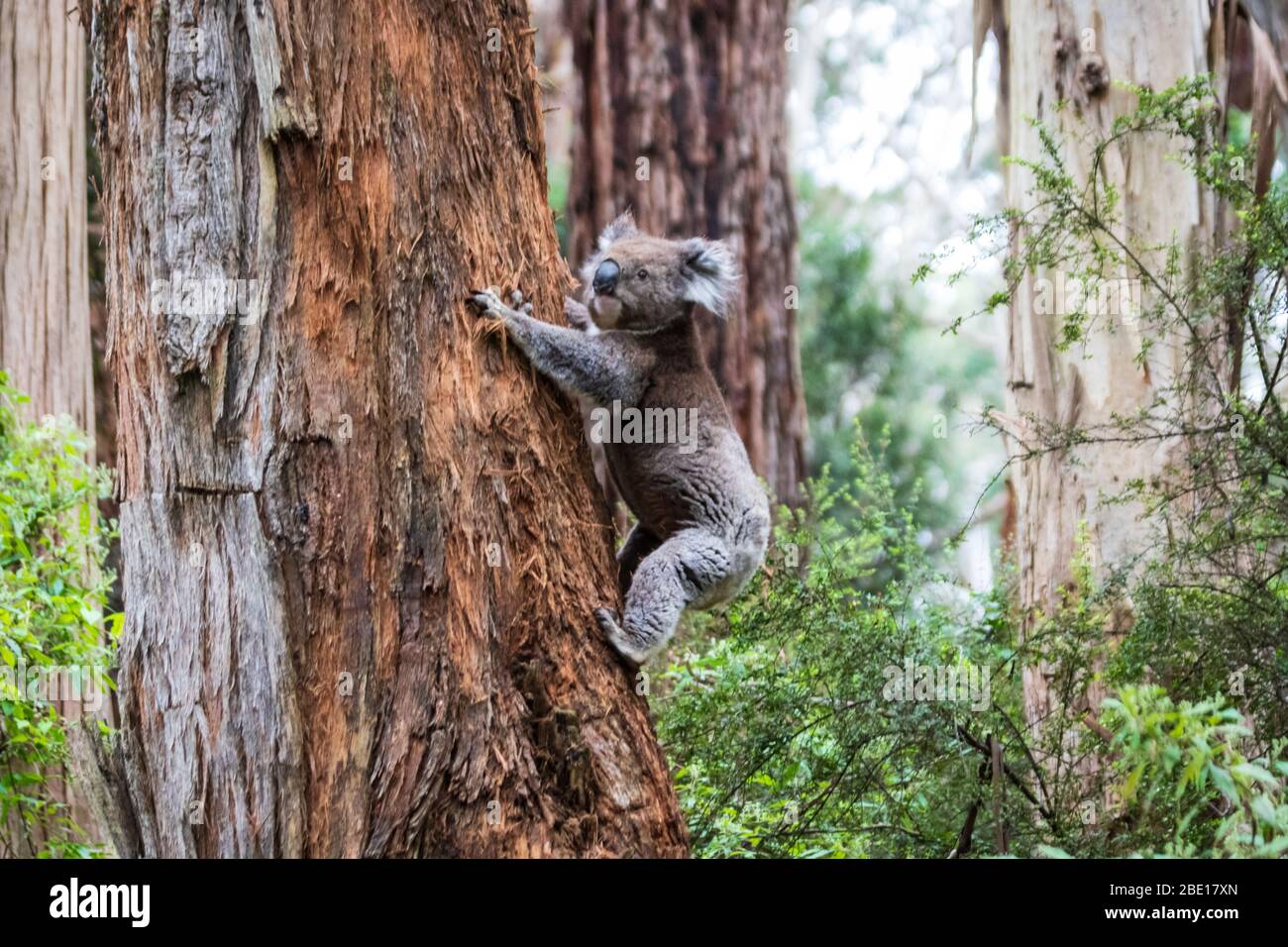 Baby koala hi-res stock photography and images - Alamy