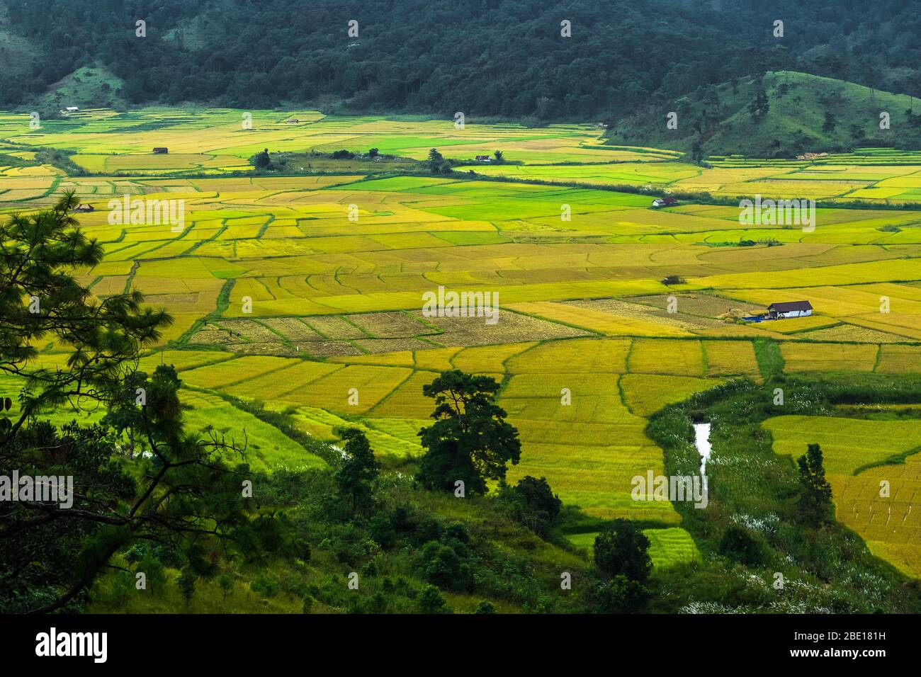 paddy fields in khasi and jaintia Hills of Meghalaya india Stock Photo ...