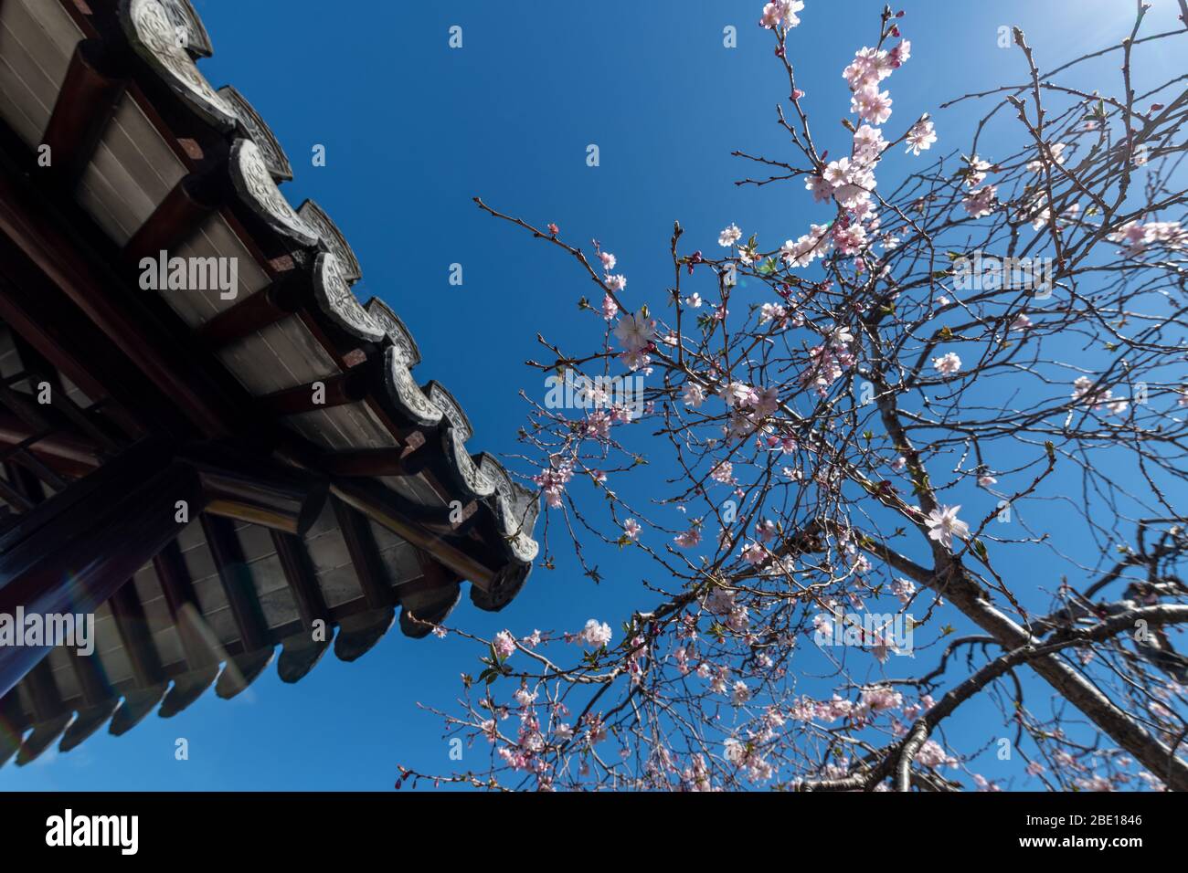 Close-up view of lovely cherry blossoms ( Sakura ) by a majestic ...
