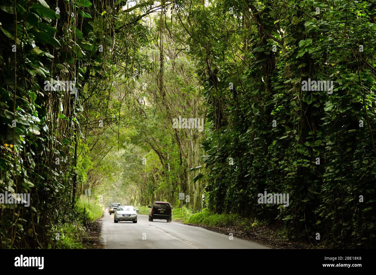 Driving under lush tree canopy hi-res stock photography and images - Alamy