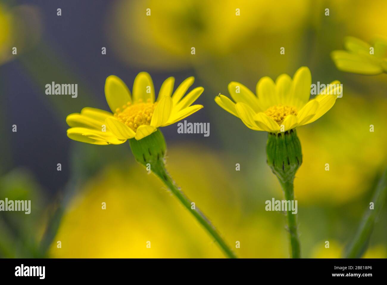 Beautiful yellow blooming Dahlberg daisy, uncultivated wild flowers in ...