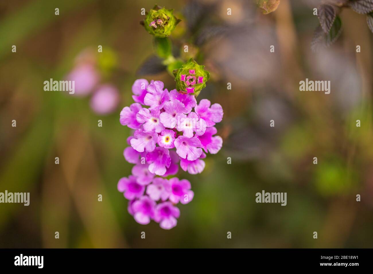 Small flower in purple colour Stock Photo - Alamy