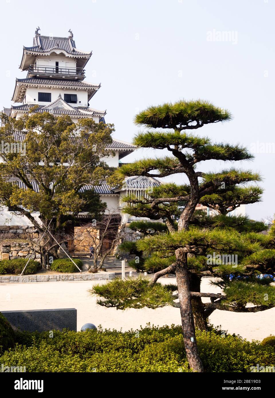 Pine tree growing in front of Japanese castle - in Imabari, Japan Stock ...