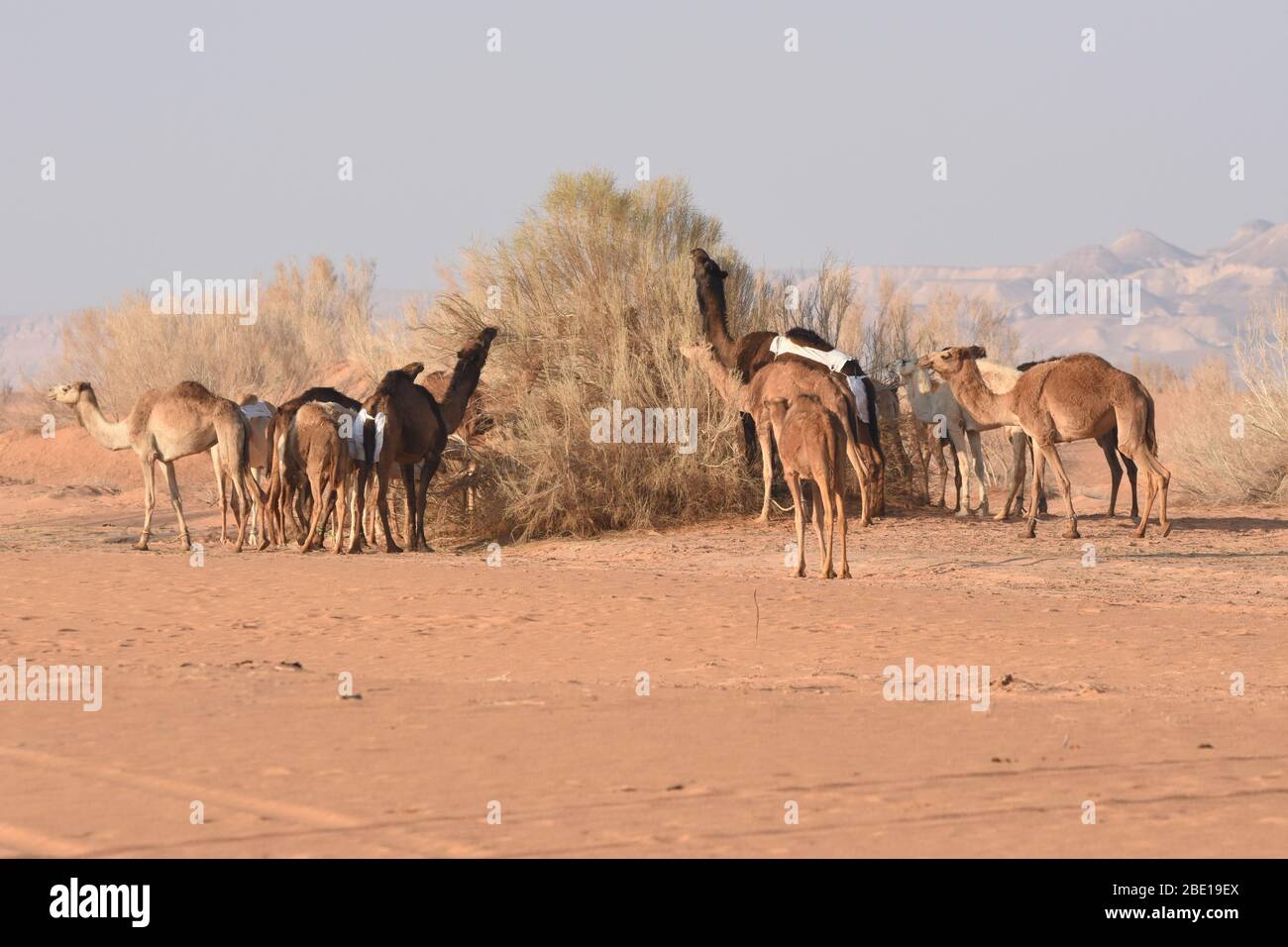 Camels in the Jordanian desert, looking for food. Herd grazing and ...