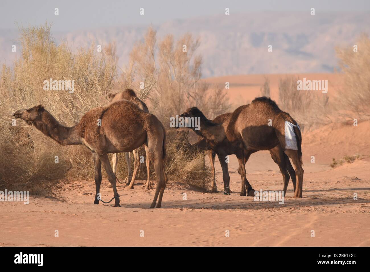 Camels in the Jordanian desert, looking for food. Herd grazing and ...