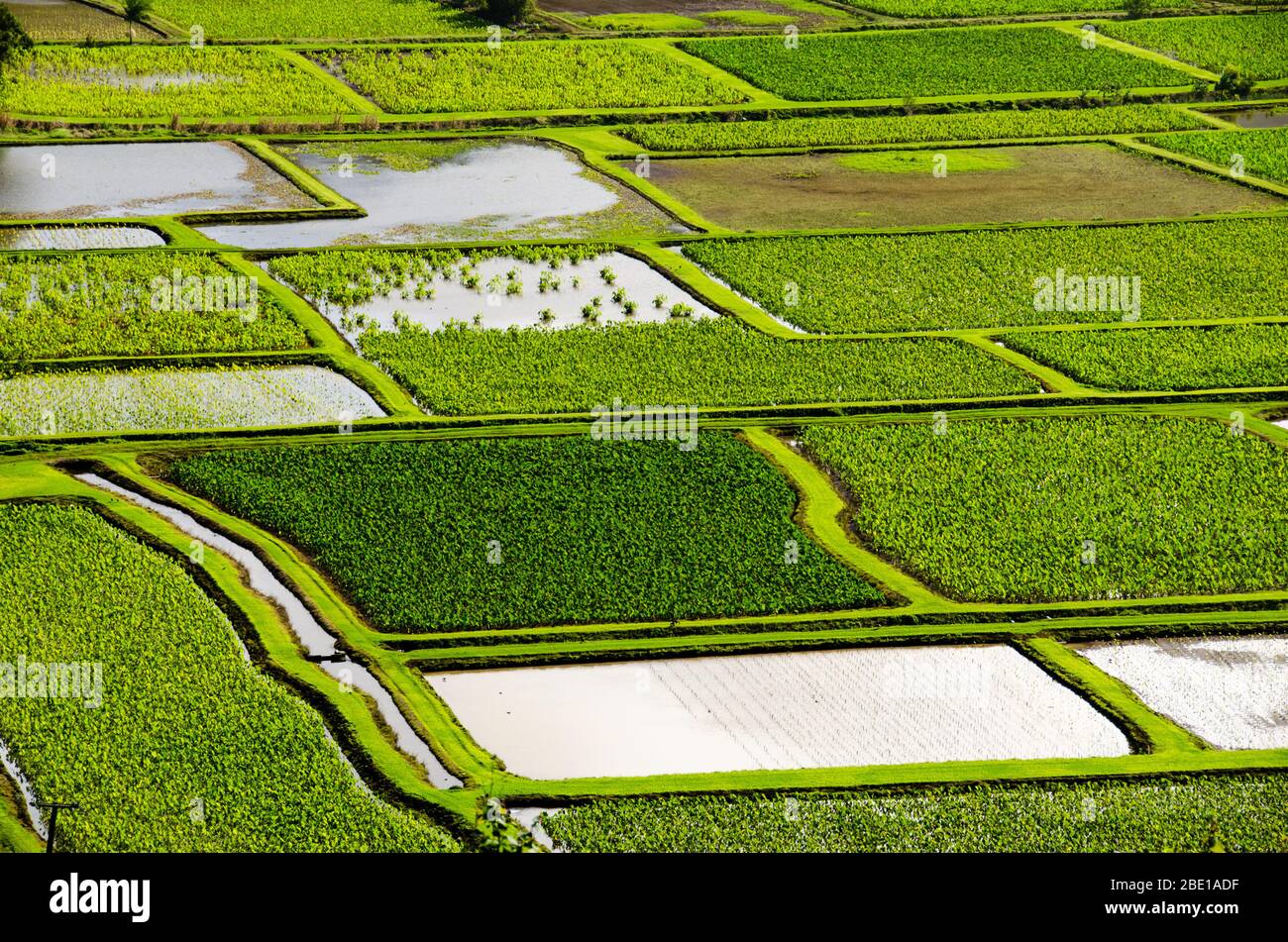Taro fields in Hanalei valley Stock Photo - Alamy