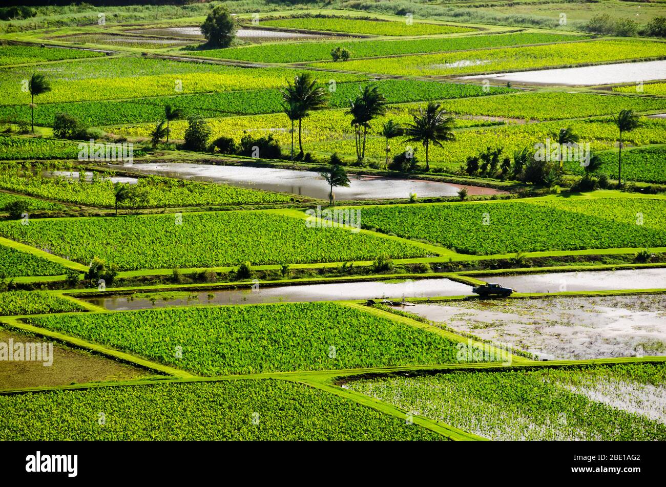 Taro plantation hi-res stock photography and images - Alamy
