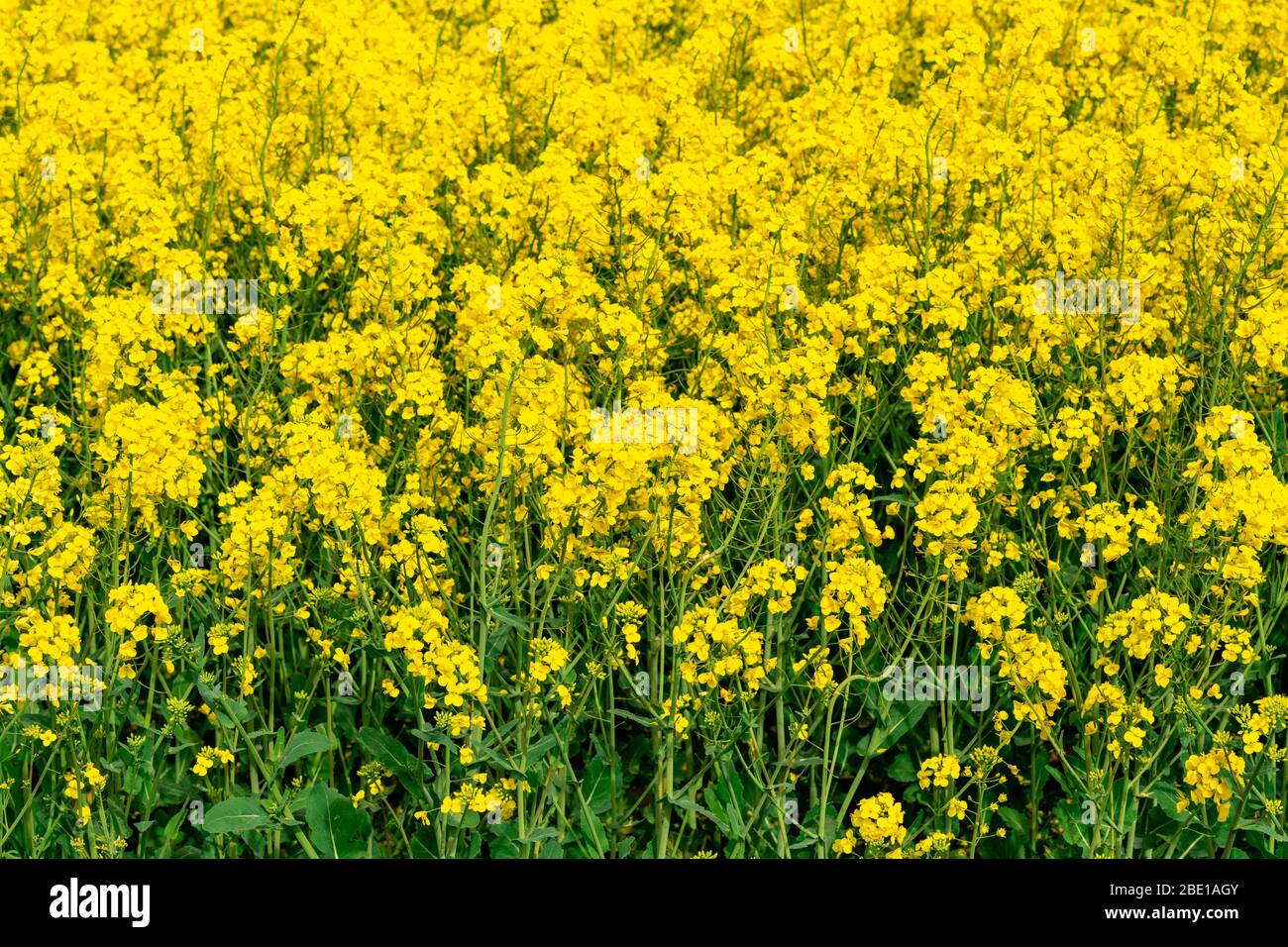 Yellow crop of canola oil tree grown as a healthy cooking oil or ...