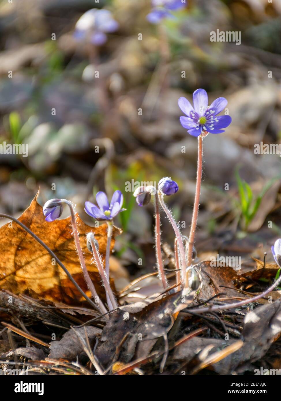 picture with the first blue spring flowers in the wild, the color of ...