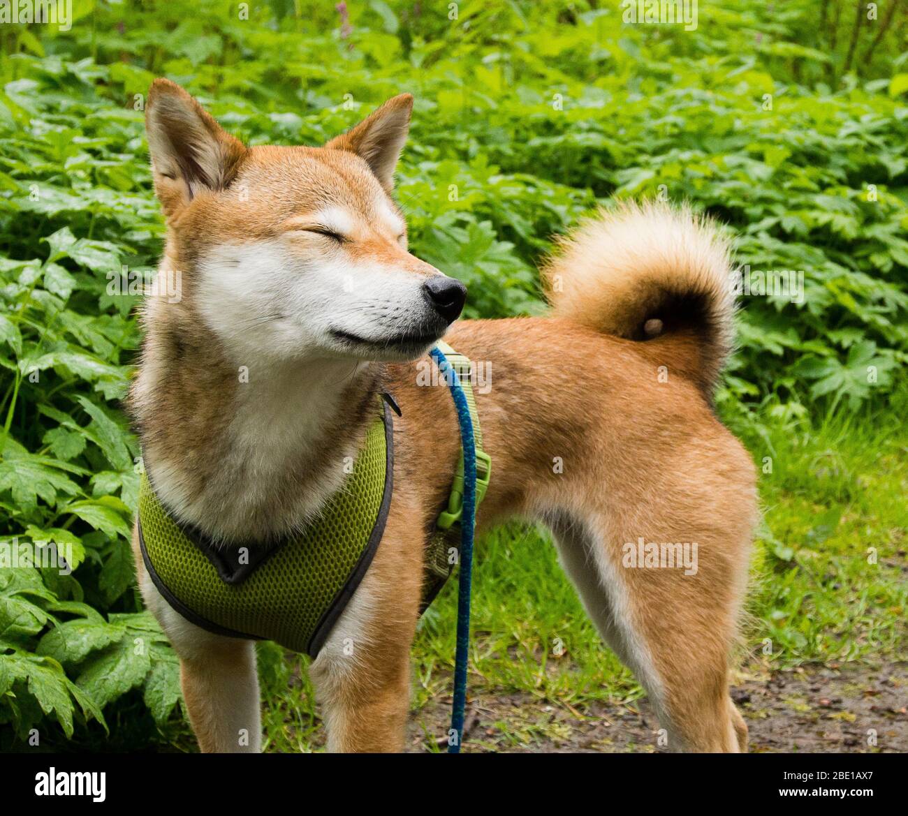 Shiba inu on leash hi-res stock photography and images - Alamy