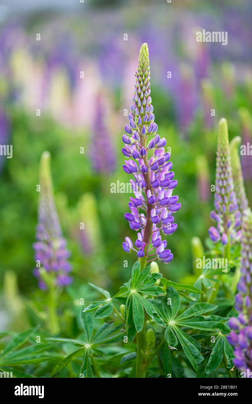 Lupin flower during springtime at Lake side of Tekapo, New Zealand. In ...