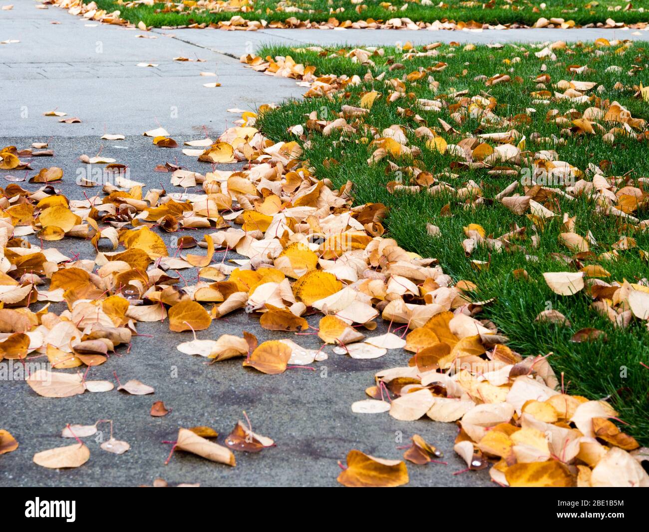 Autumn leaves on walkway and yard Stock Photo - Alamy