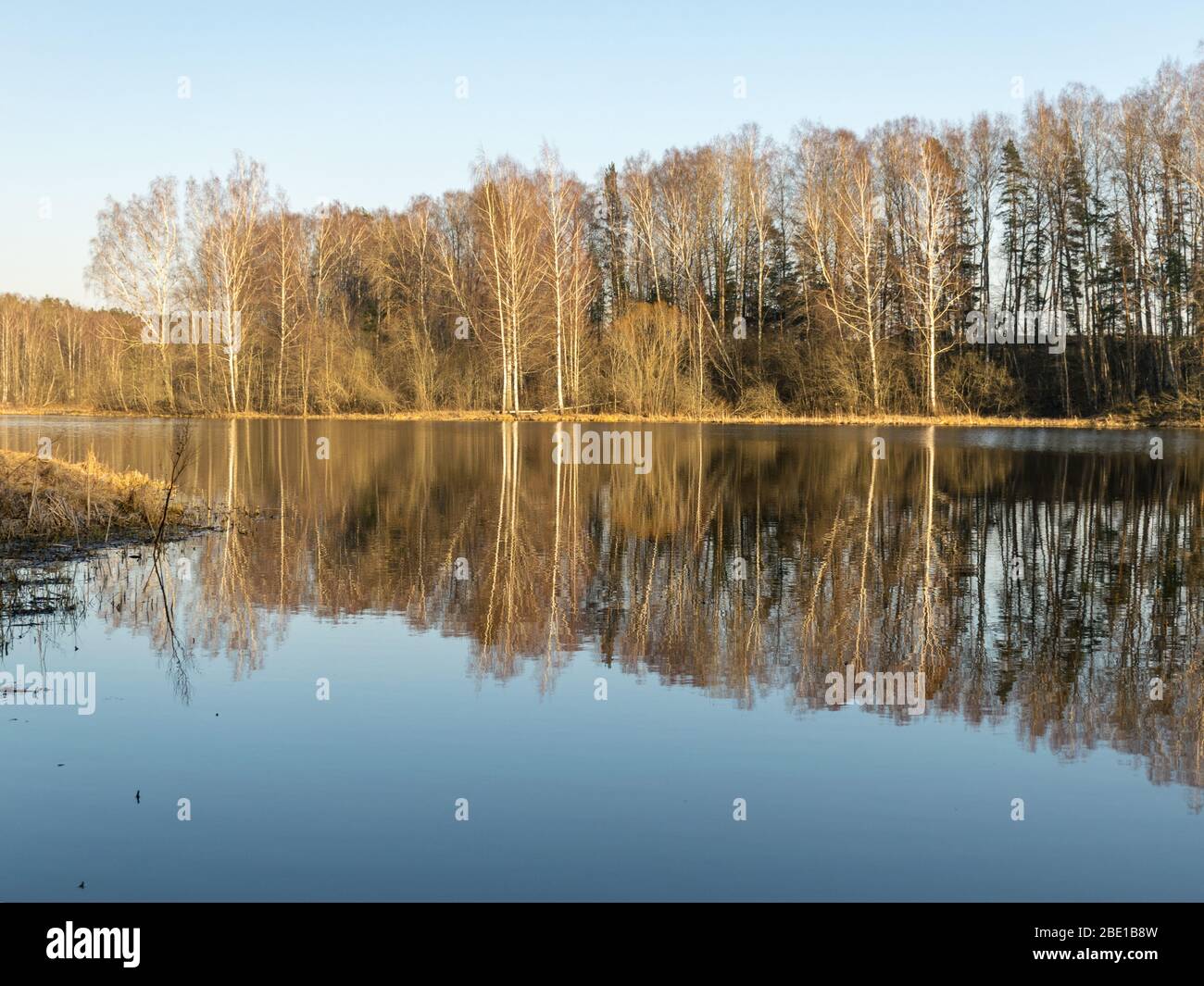 tree reflections in water, early spring landscape Stock Photo - Alamy