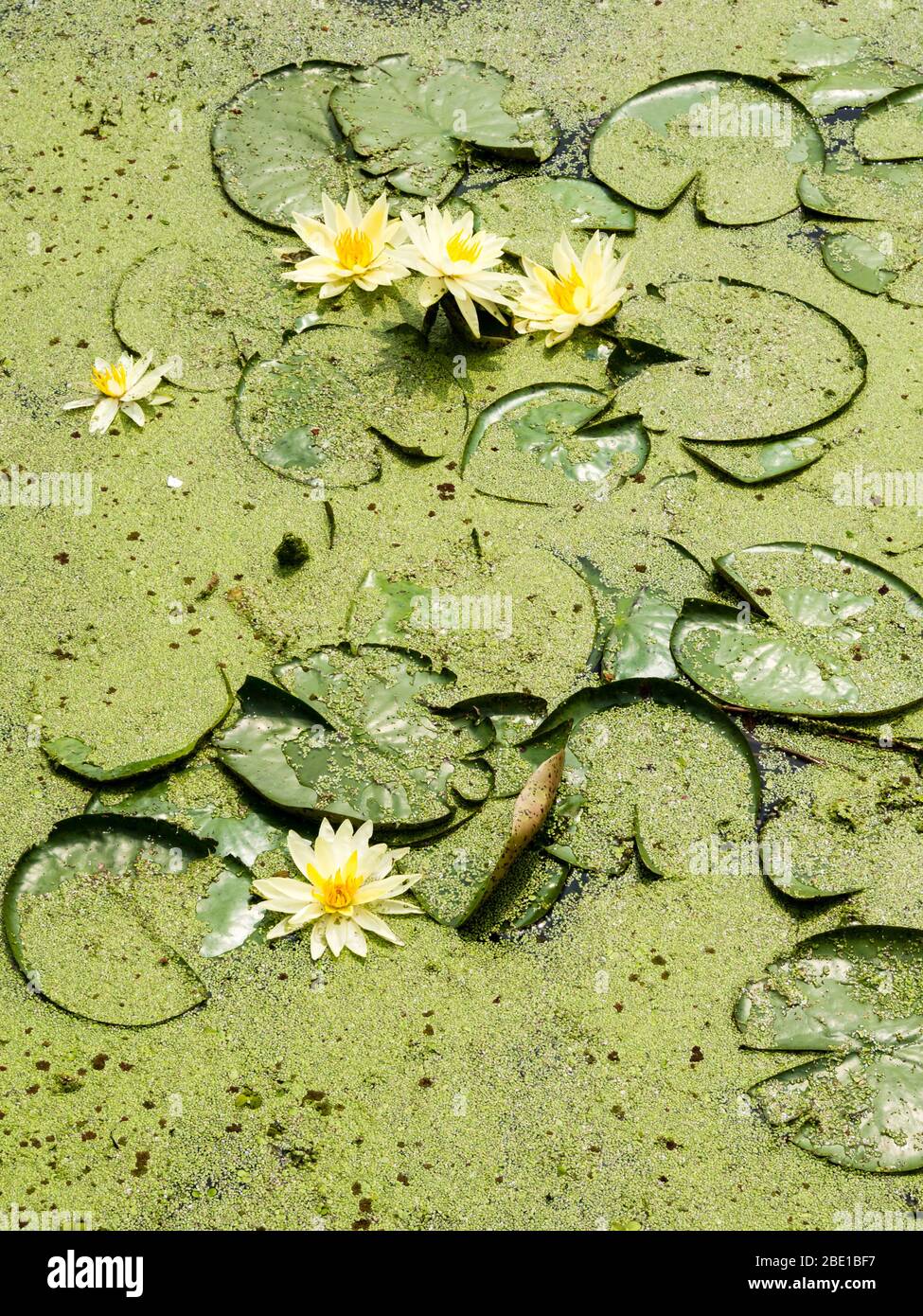 Watermeal flower hi-res stock photography and images - Alamy