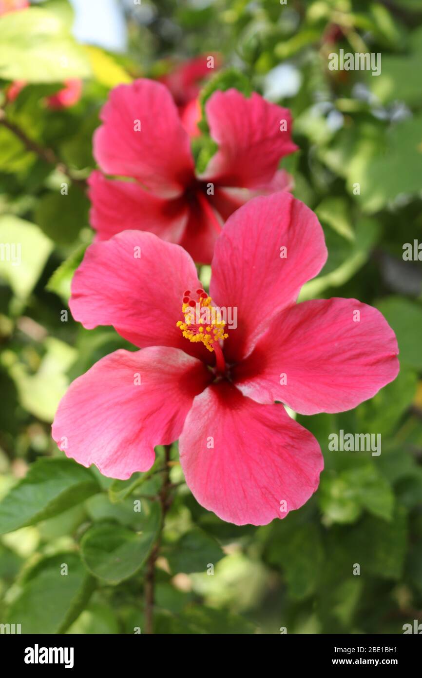 Chinese red rose Hibiscus Hibiscus rosa-sinensis Stock Photo - Alamy