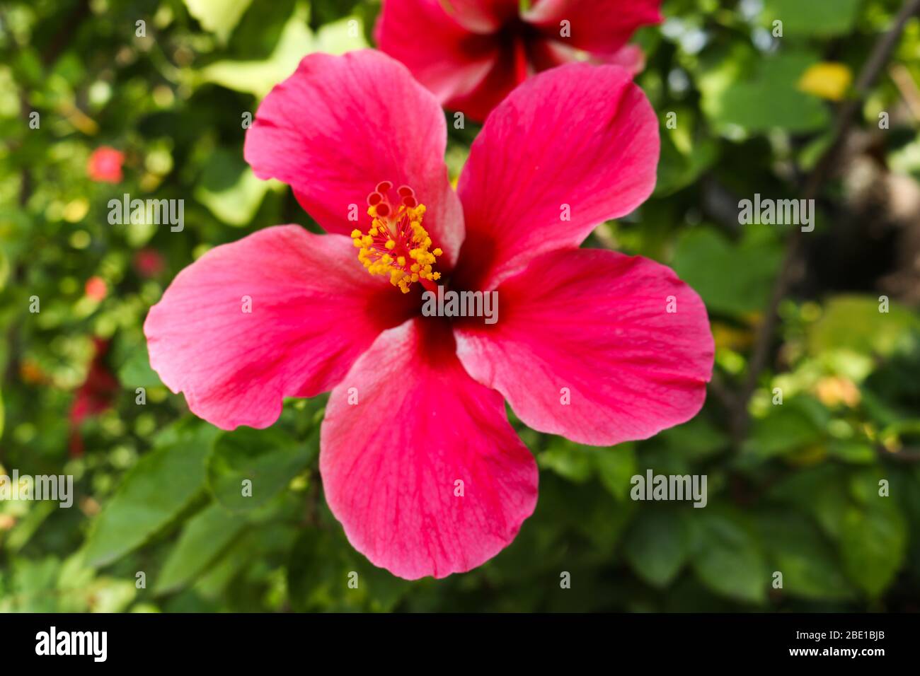 Chinese red rose Hibiscus Hibiscus rosa-sinensis Stock Photo - Alamy
