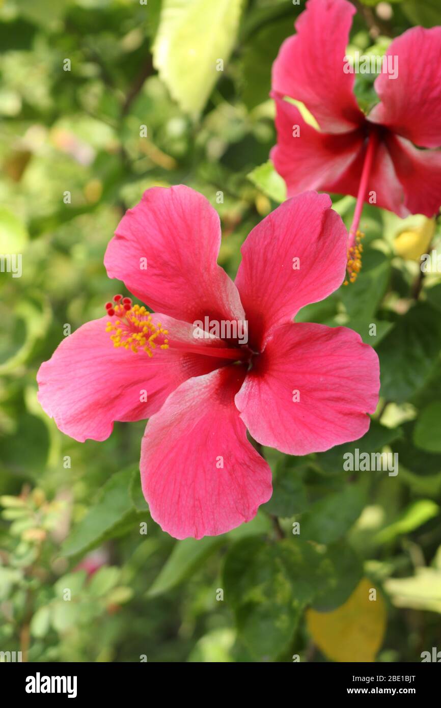 Chinese red rose Hibiscus Hibiscus rosa-sinensis Stock Photo - Alamy