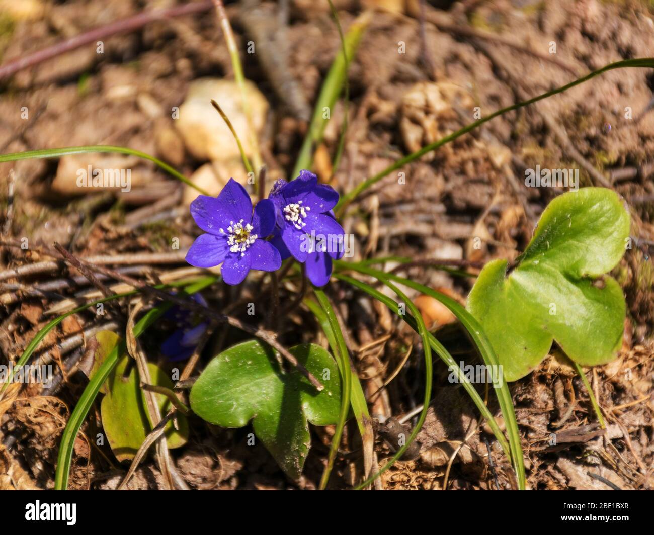 picture with the first blue spring flowers in the wild, the color of ...