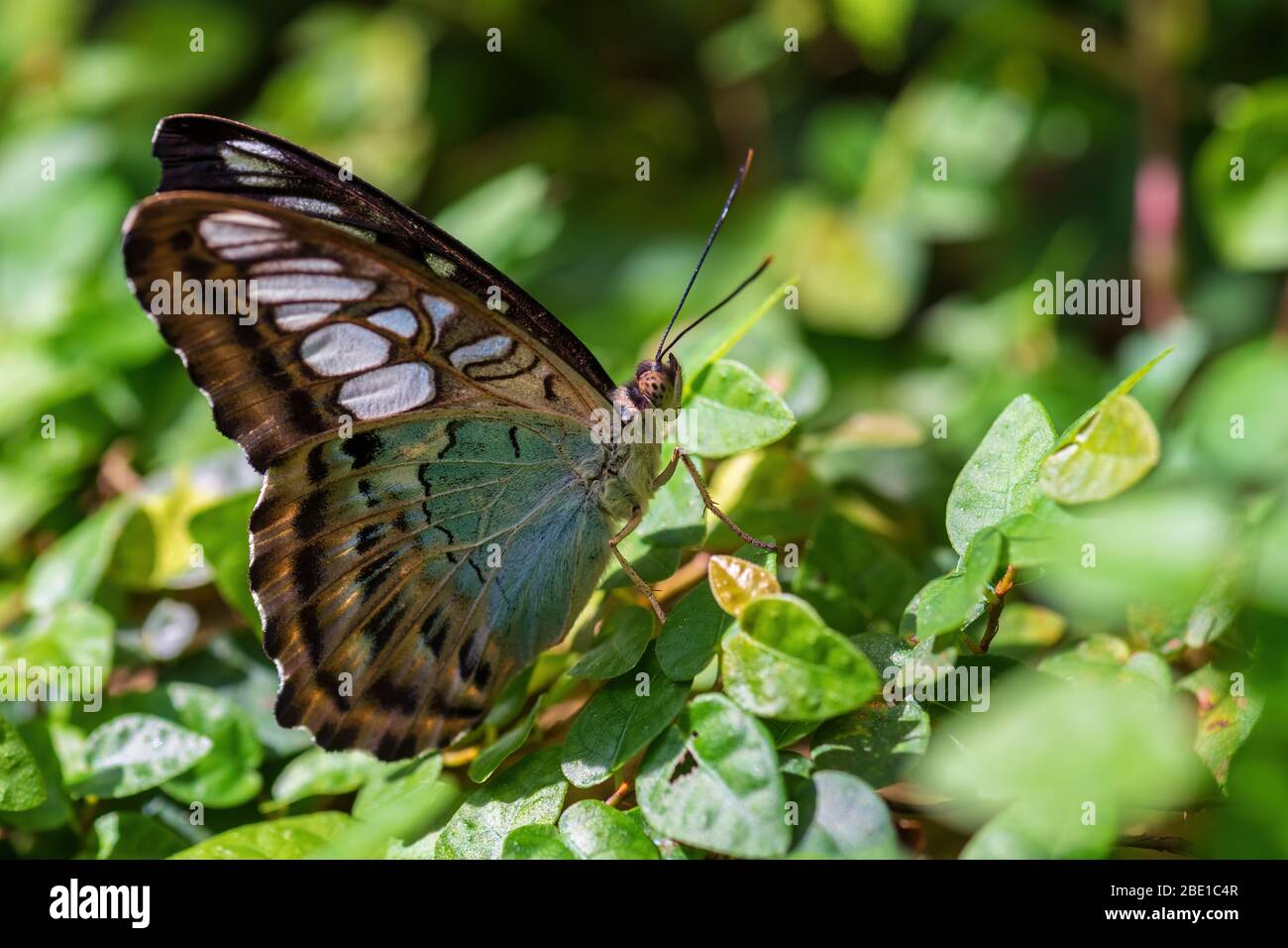Clipper butterfly - Parthenos sylvia, beautiful colorful butterly from ...